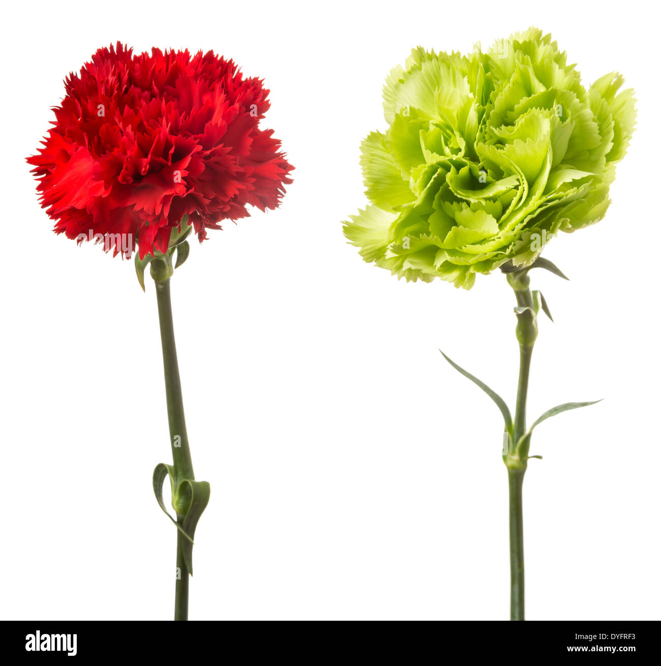 Green Carnation Flower