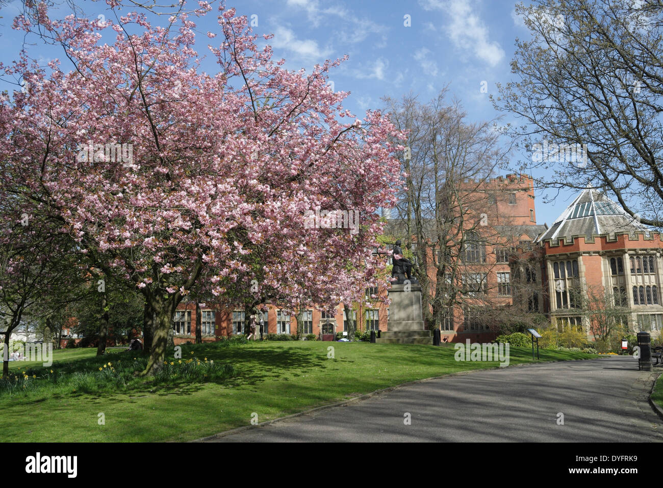 The Firth court building and cherry tree blossom in Weston park ...