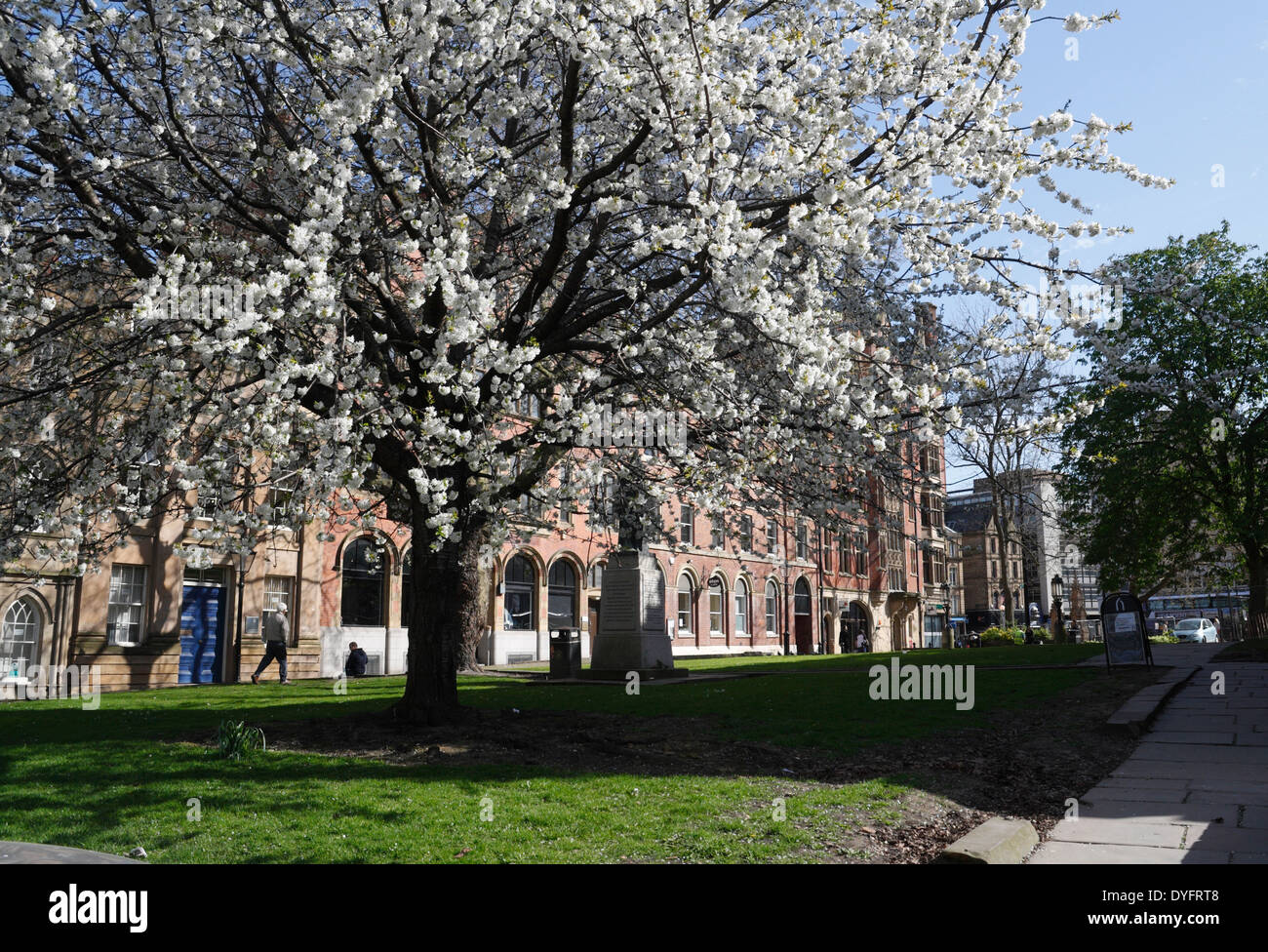 Cherry blossom tree in the grounds of Sheffield cathedral, city centre ...