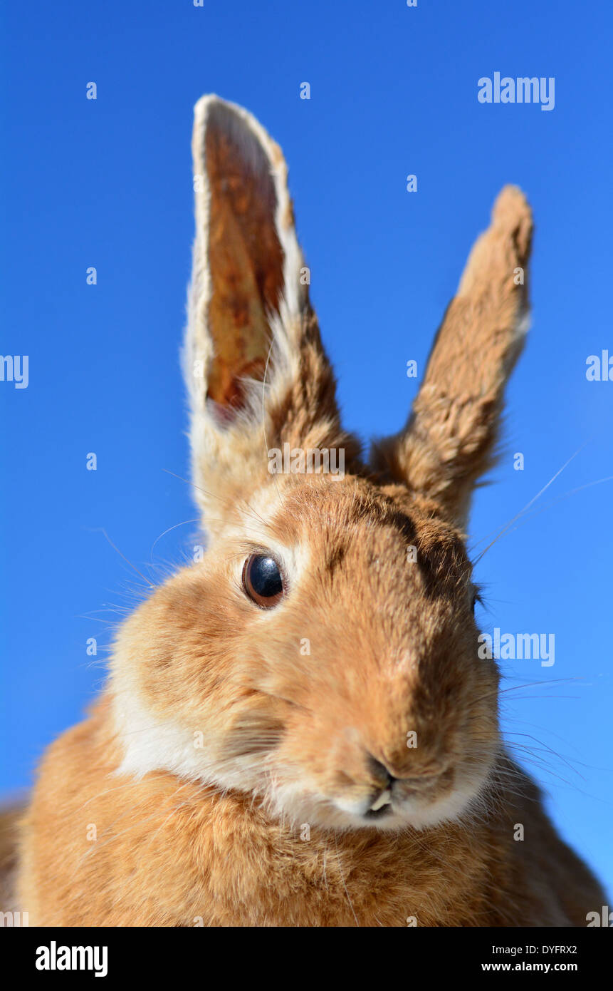 Hare Face High Resolution Stock Photography and Images - Alamy