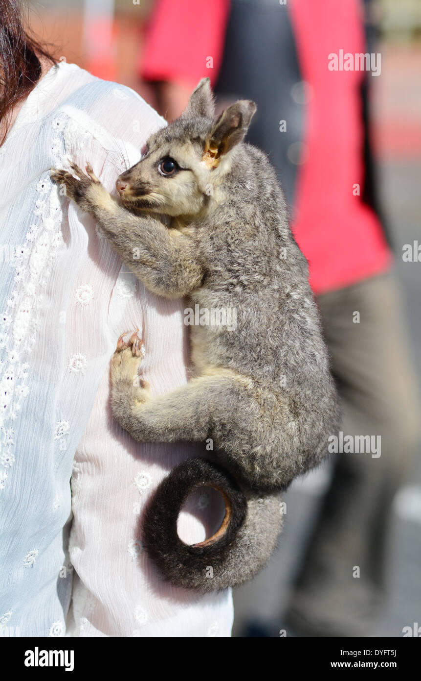 Possum New Zealand High Resolution Stock Photography and Images - Alamy