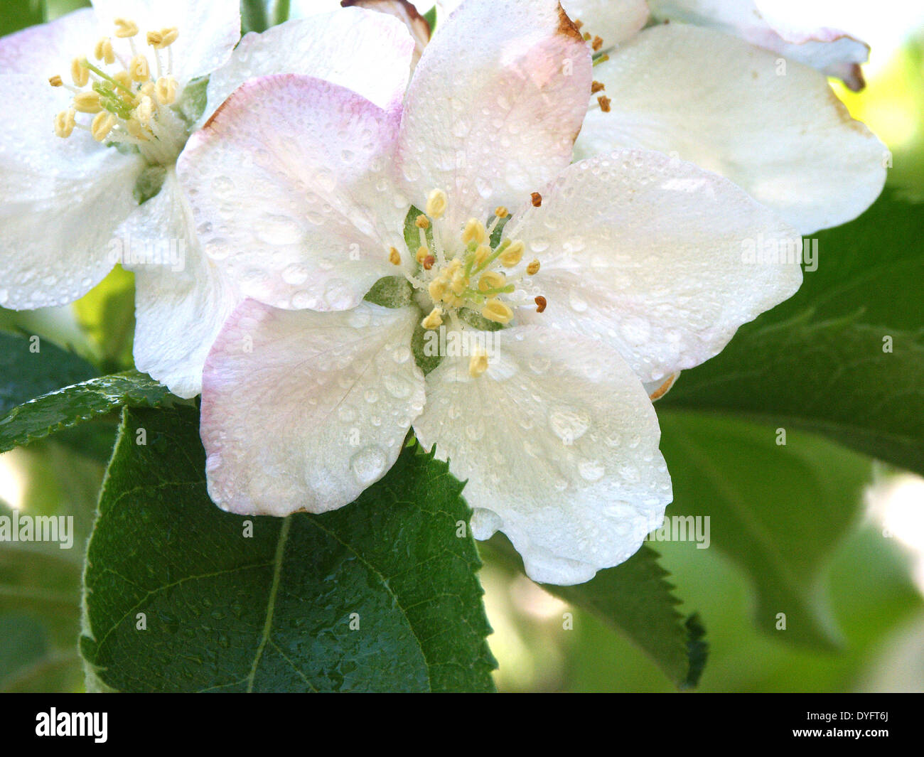 apple blossom flower Stock Photo - Alamy