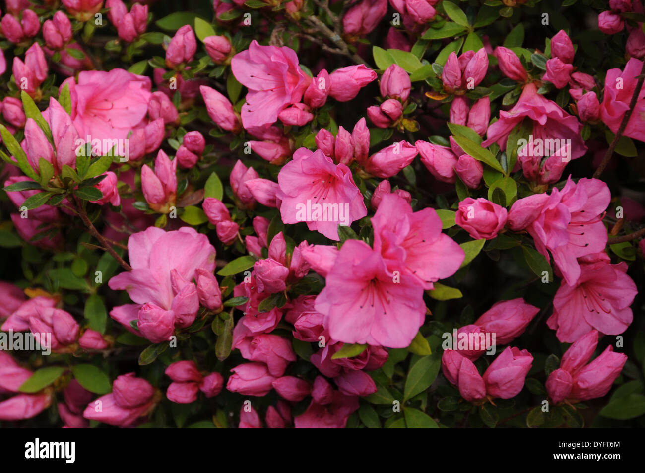 Azalea botanical illustration hi-res stock photography and images - Alamy