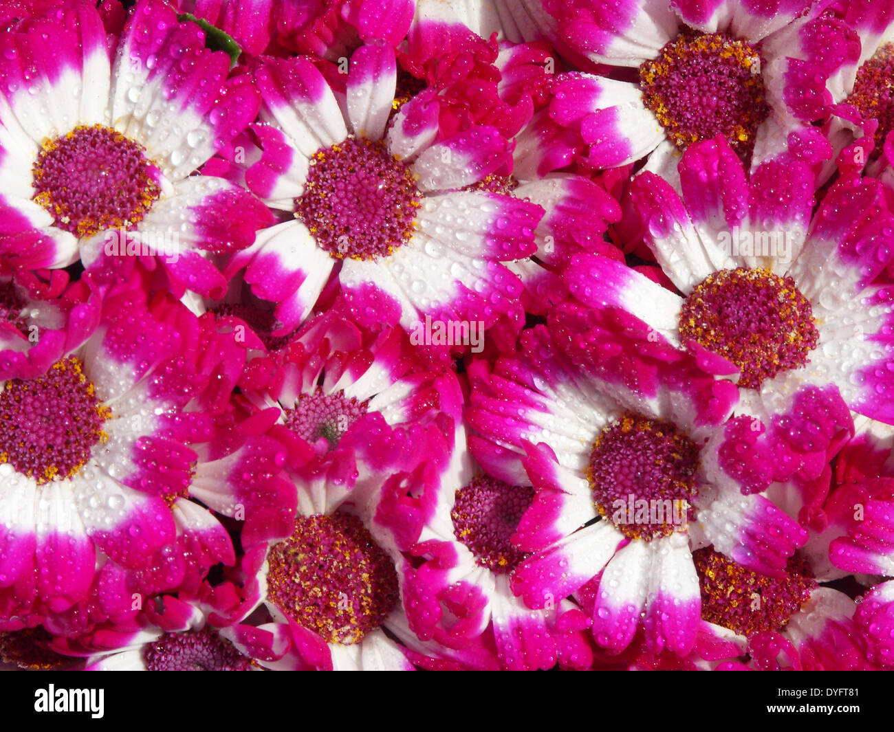 White Flowers Pink Centers High Resolution Stock Photography and Images ...