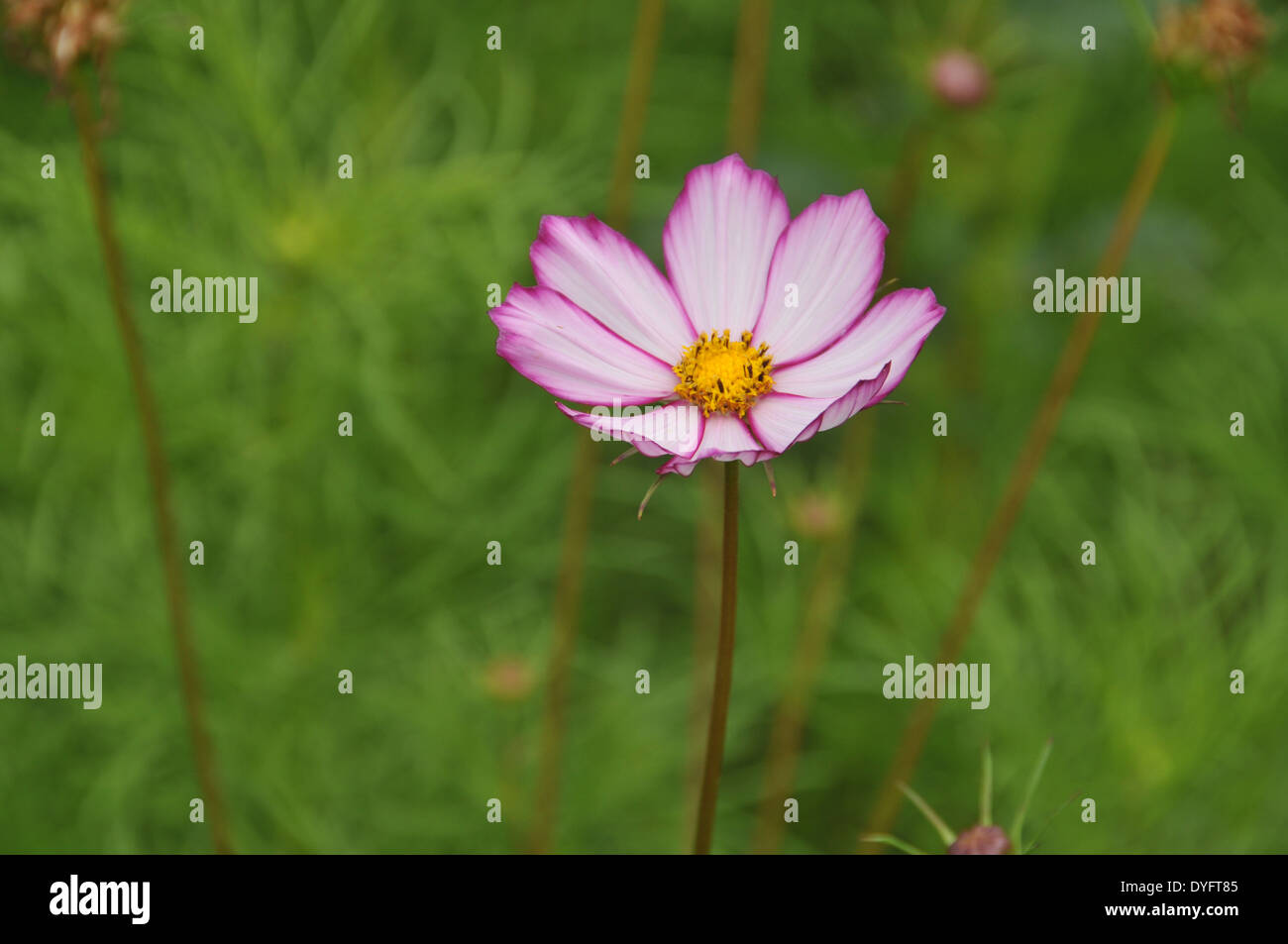 Single Red Cosmos Flower in a Garden Stock Photo - Alamy