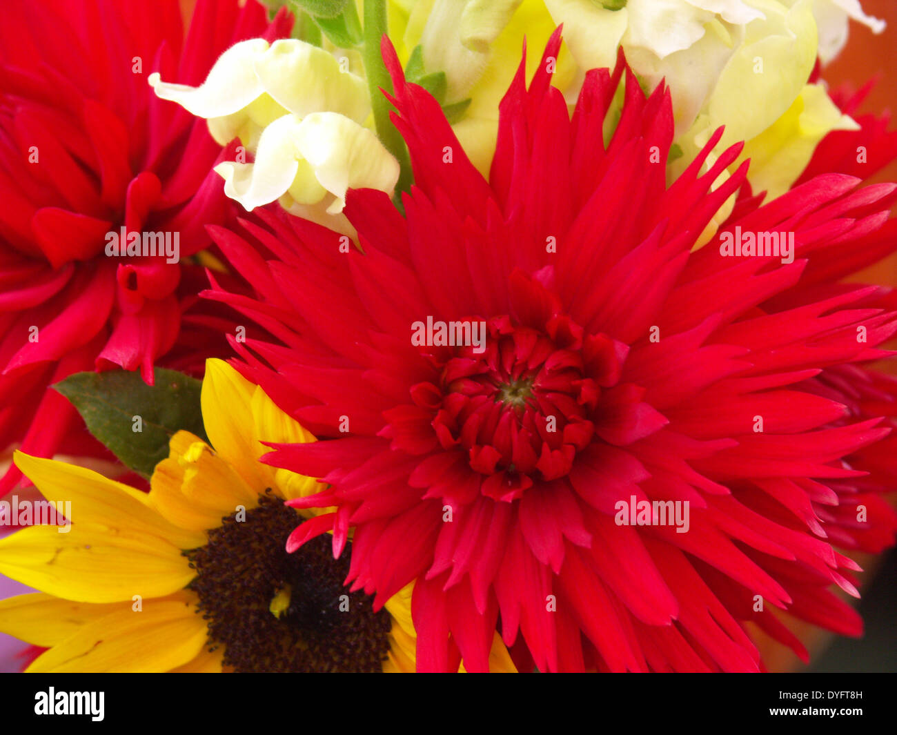 Dahlia mixed and double Stock Photo - Alamy