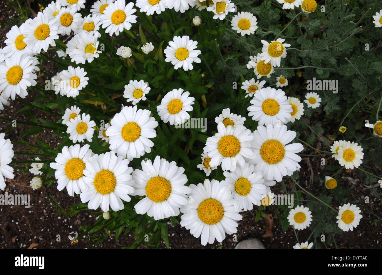 Daisy white with yellow centers Stock Photo - Alamy