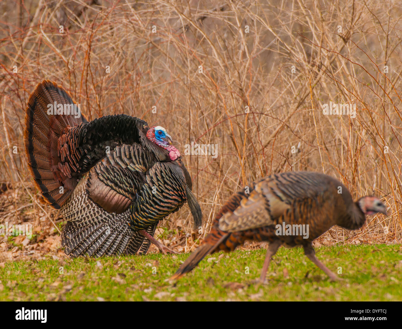 Strutting male wild turkey displaying in the spring mating season Stock ...