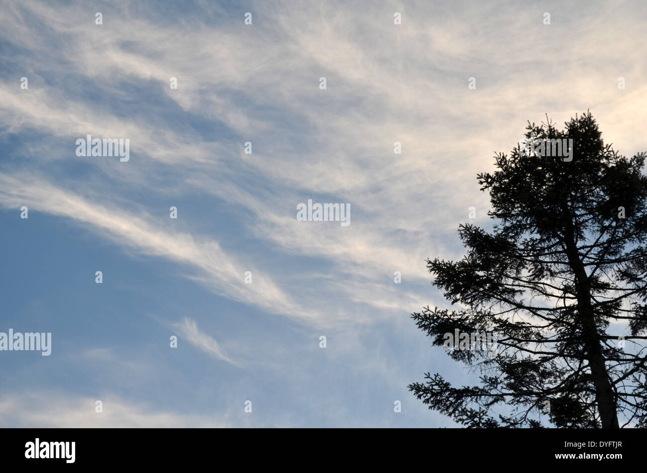 Tree sky clouds hi-res stock photography and images - Alamy