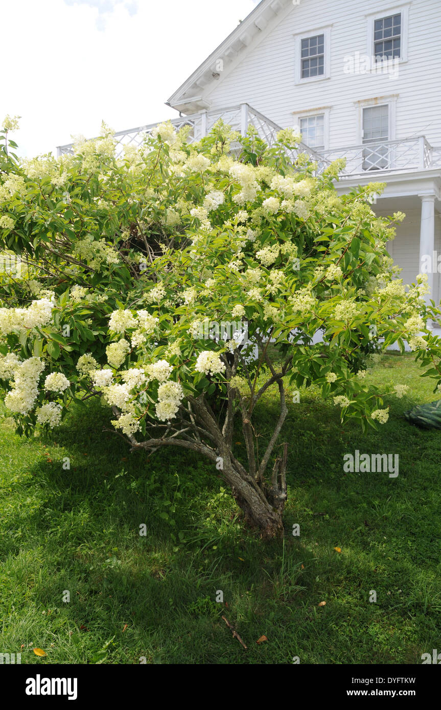 Pink snowball hydrangea hi-res stock photography and images - Alamy