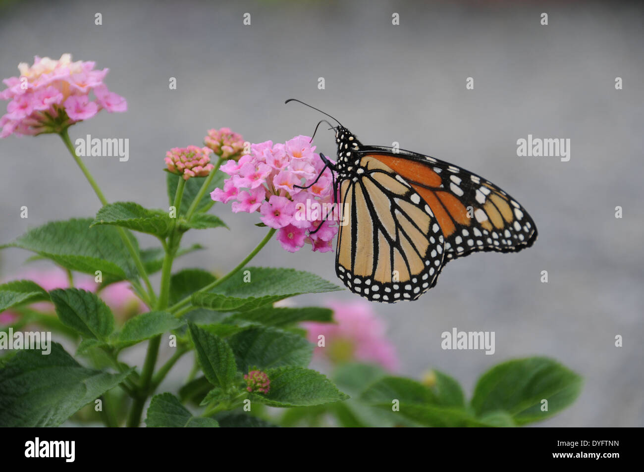 Monach butterfly on Lantana Stock Photo - Alamy