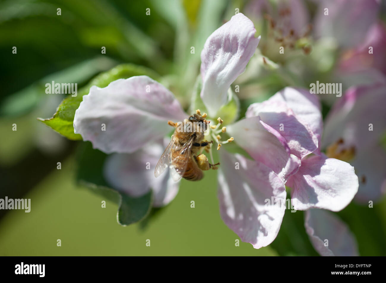 Apple blossom bee hi-res stock photography and images - Alamy