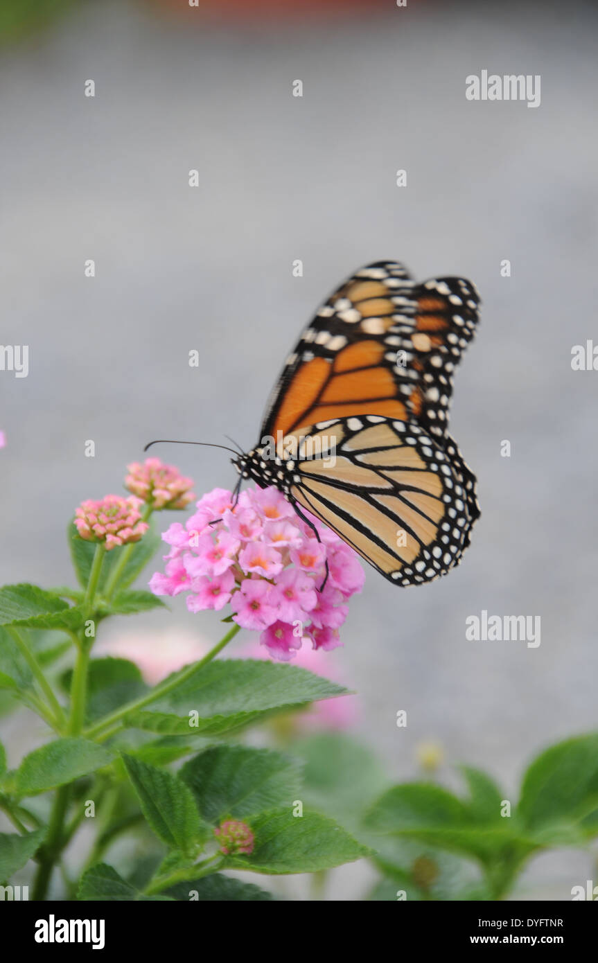 Butterfly monach hi-res stock photography and images - Alamy