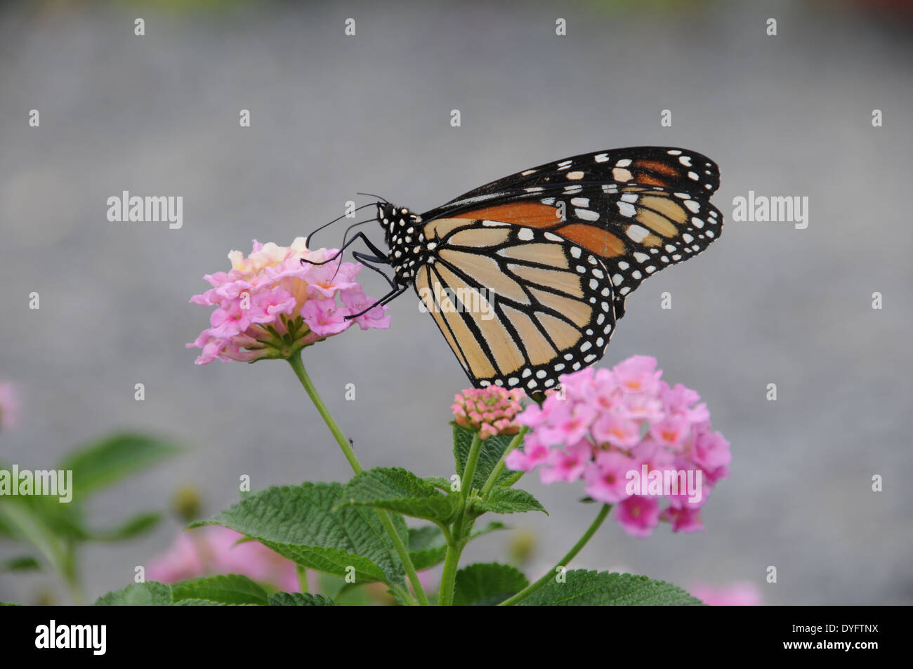Monach butterfly on Lantana Stock Photo - Alamy