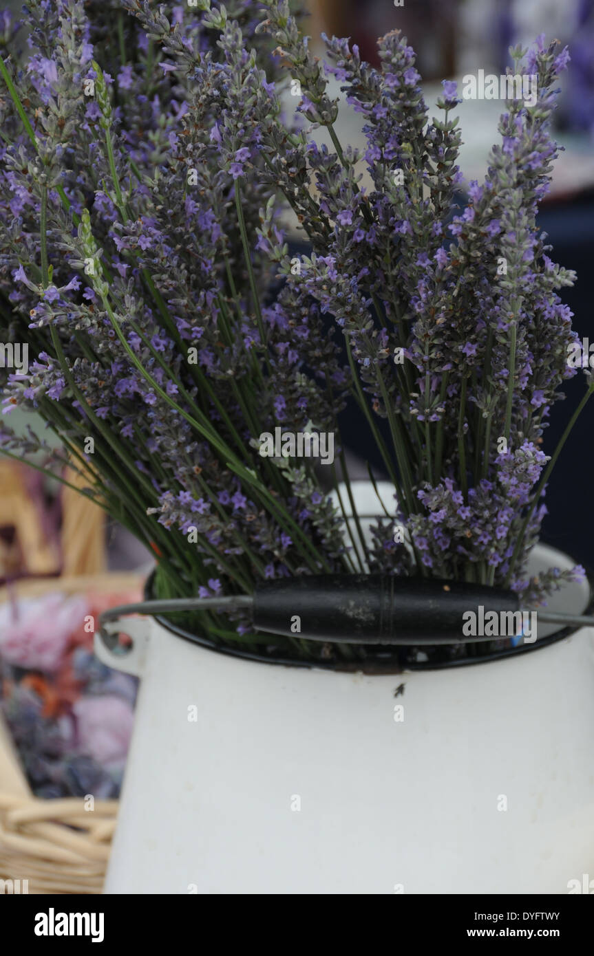 Lavender in pot Stock Photo - Alamy