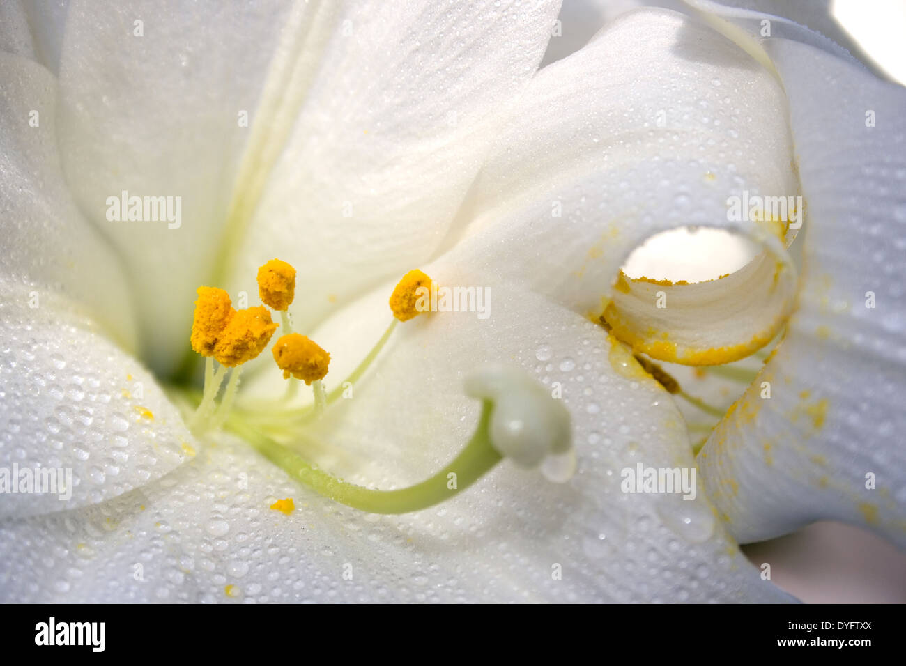White Easter Lily with rain drops Stock Photo - Alamy