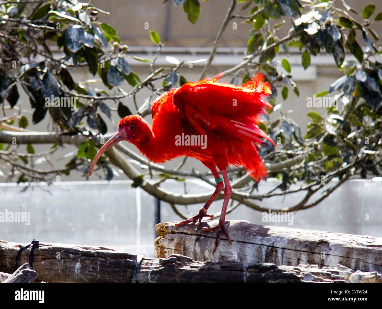 Red ibis hi-res stock photography and images - Alamy