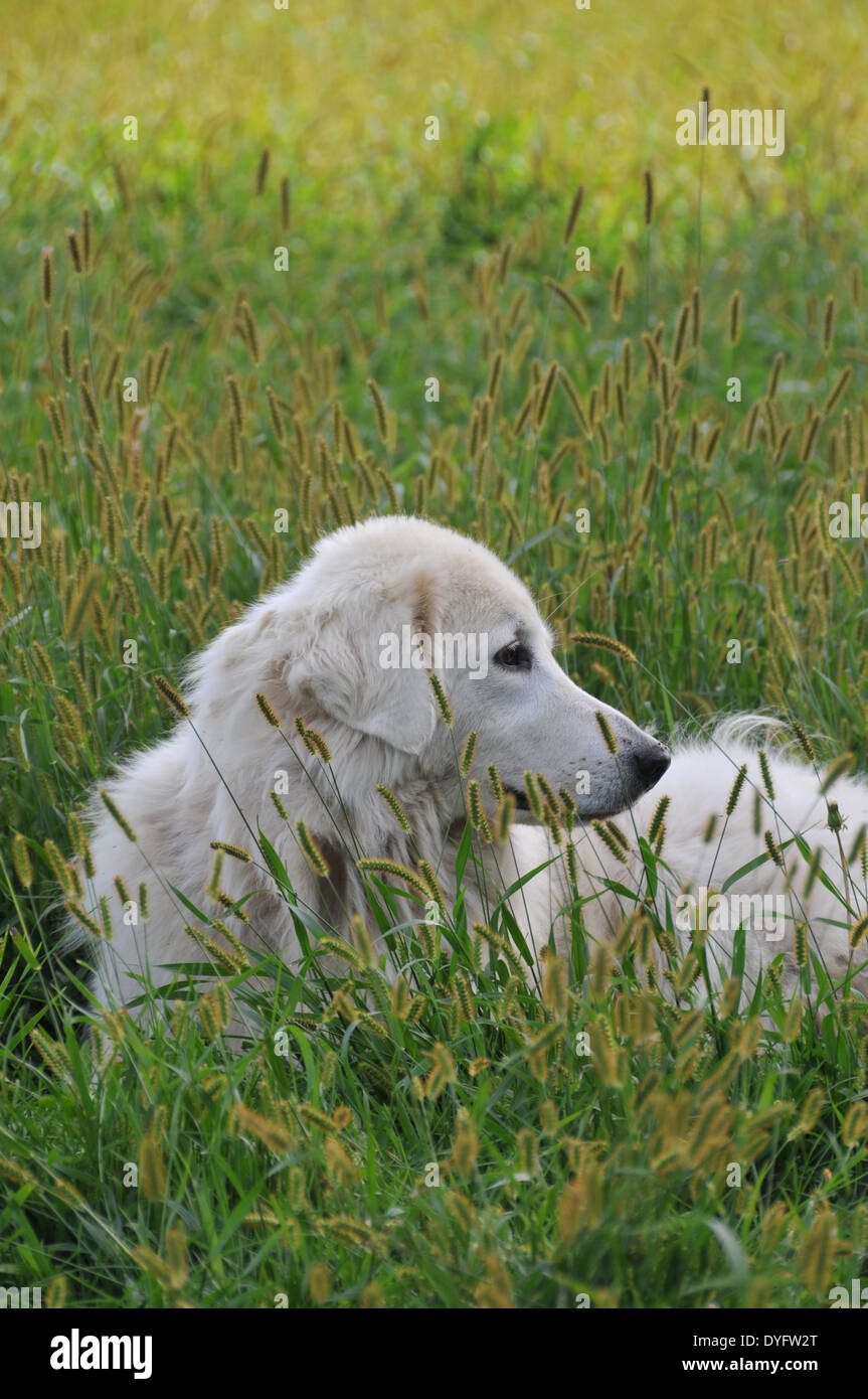 Maremma sheepdog hi-res stock photography and images - Alamy