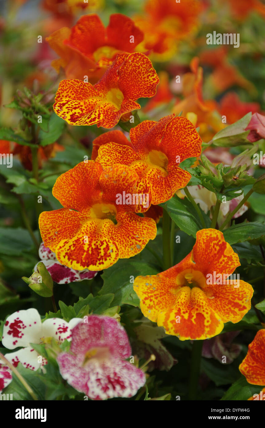 White mimulus hi-res stock photography and images - Alamy