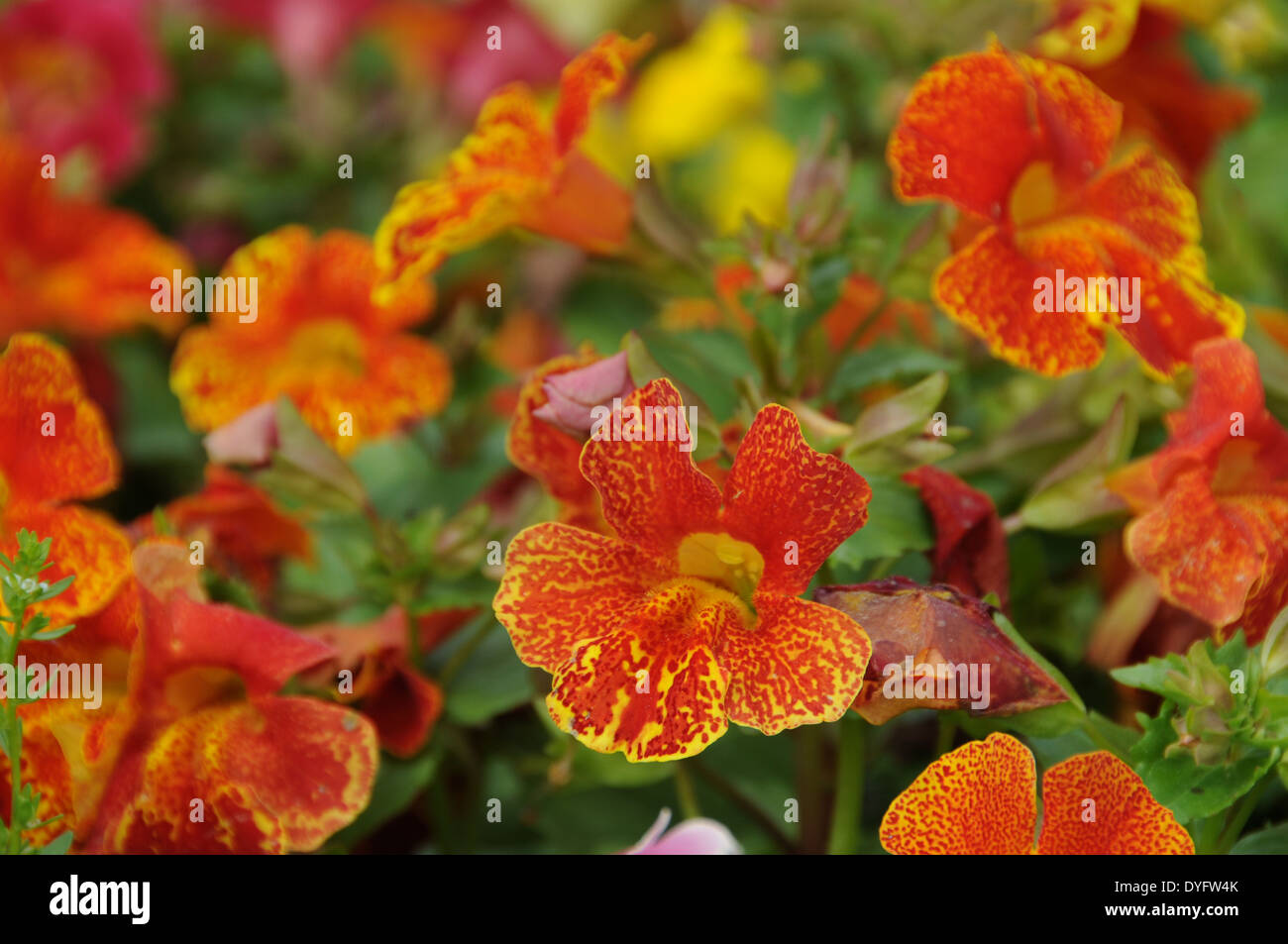 White mimulus hi-res stock photography and images - Alamy