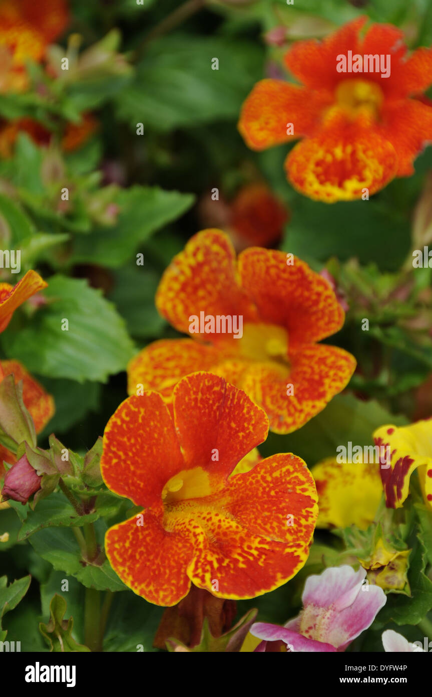 White mimulus hi-res stock photography and images - Alamy