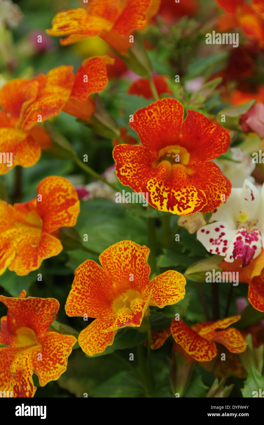 White mimulus hi-res stock photography and images - Alamy