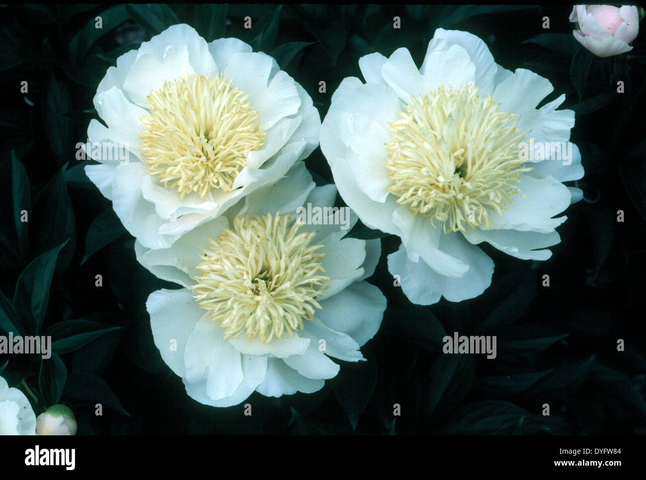 Peony tree and bush perennials Stock Photo - Alamy
