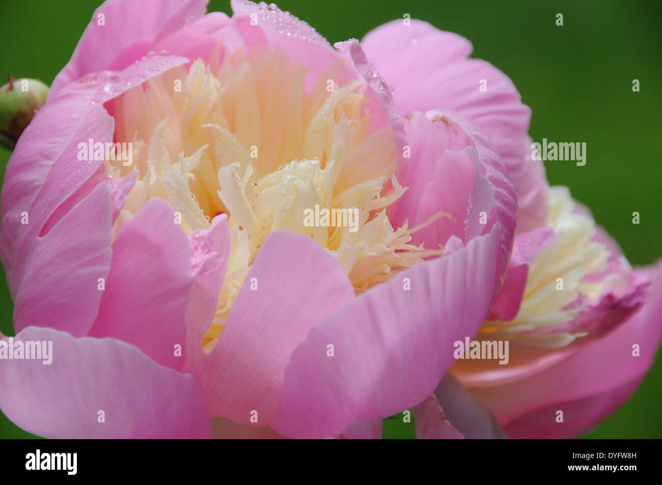 Peony tree and bush perennials Stock Photo - Alamy