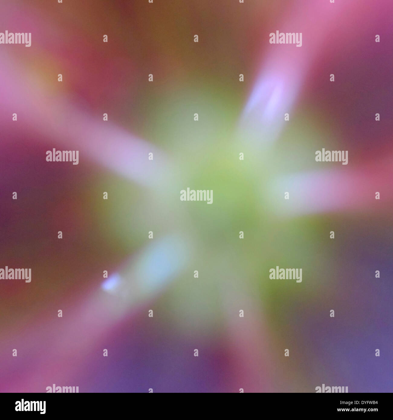 flower star shape defocused Stock Photo - Alamy
