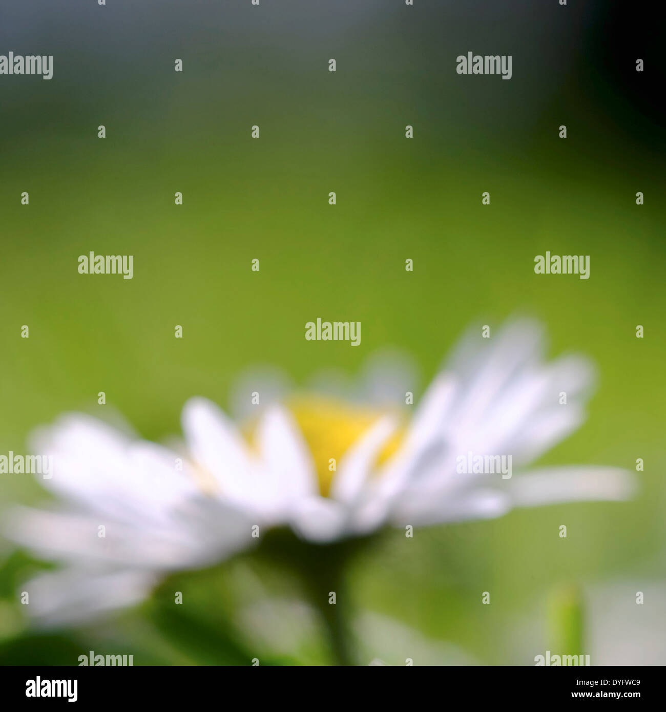 daisy flower defocused Stock Photo - Alamy