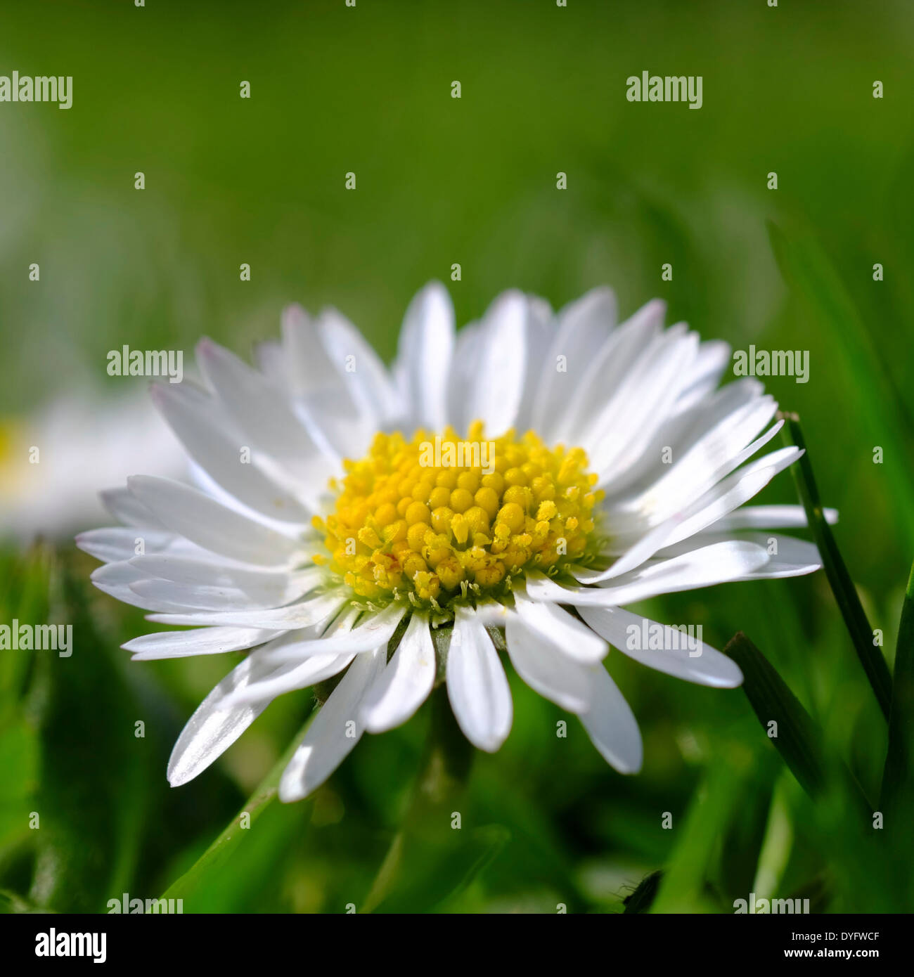 spring daisy flower Stock Photo - Alamy