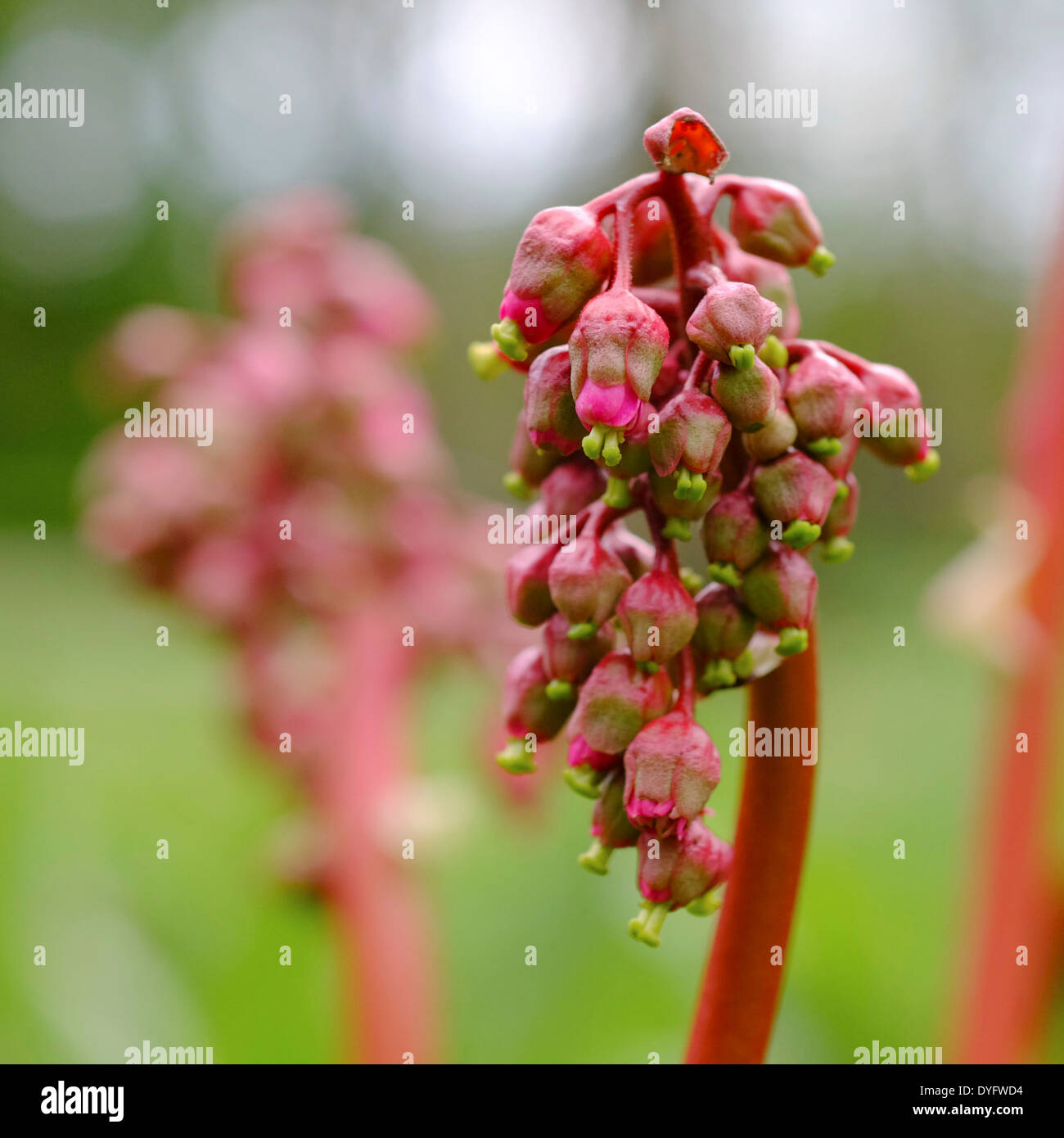 Bergenia 'Elephants Ear' springtime flower buds Stock Photo - Alamy