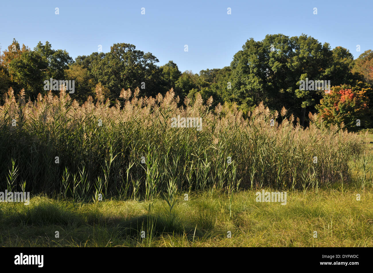 Phragmites australis weeds Stock Photo - Alamy
