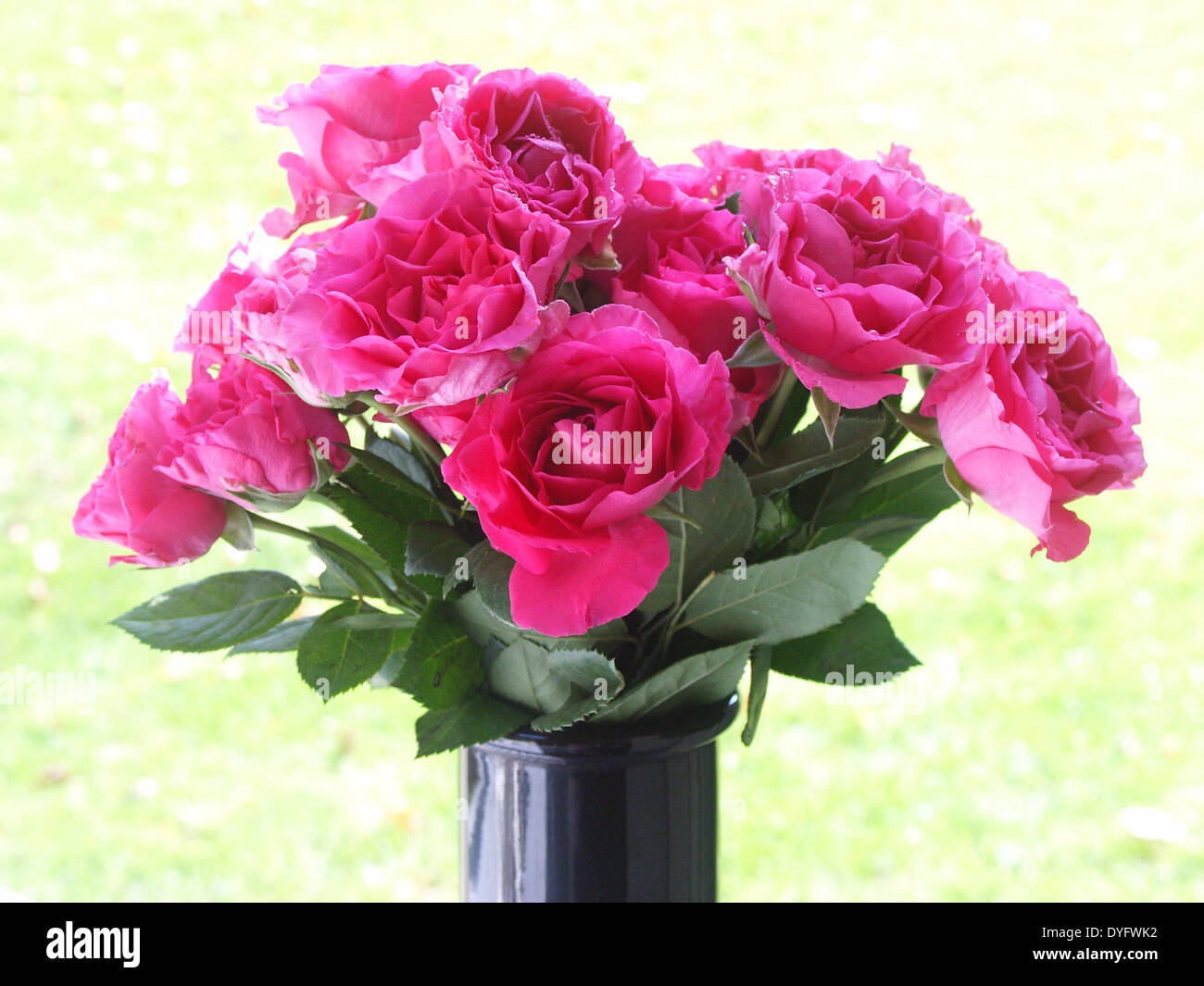 Spray roses hi-res stock photography and images - Alamy