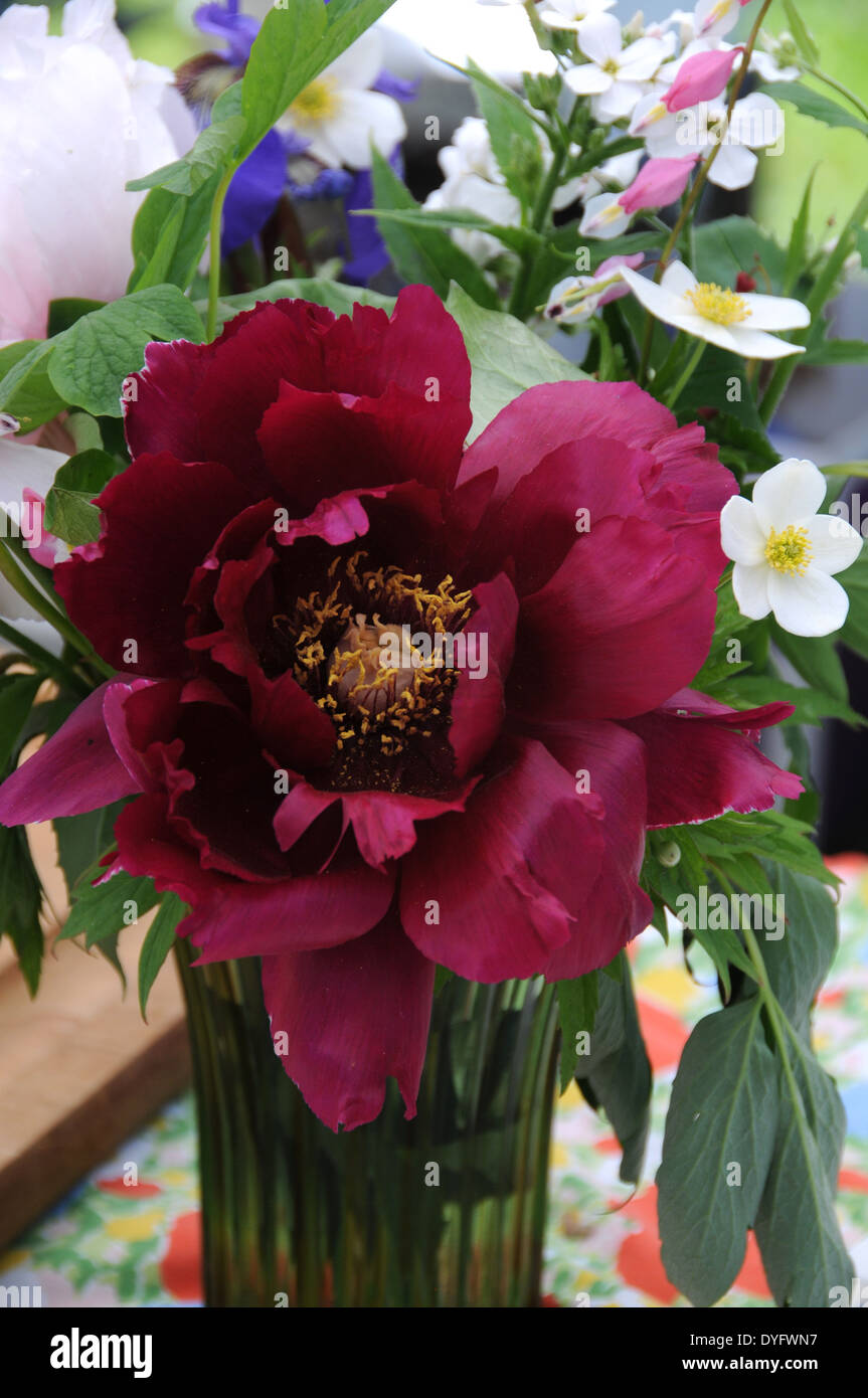 Red cut tree peony Stock Photo - Alamy