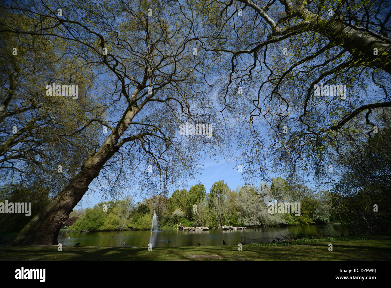 London England, 16th April 14: Green Tree's at St James park in London ...