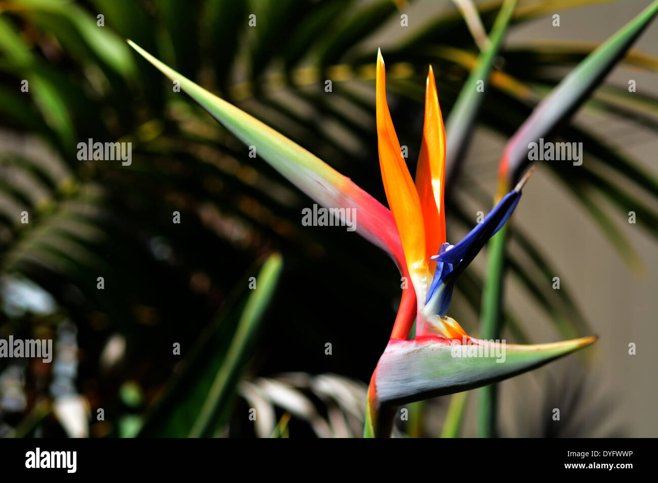 Strelitzia Garden High Resolution Stock Photography and Images - Alamy