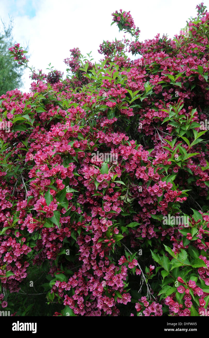 Weigela bush and close up of flowers Stock Photo - Alamy