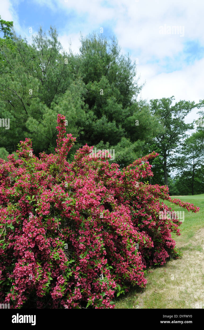 Weigela bush hi-res stock photography and images - Alamy