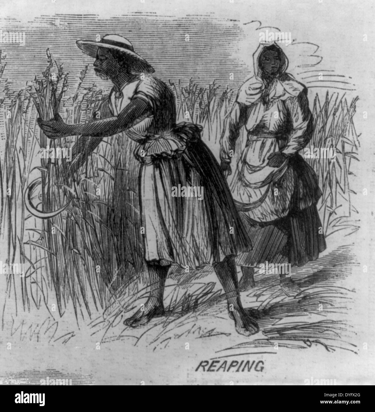 Sickle harvesting hi-res stock photography and images - Alamy