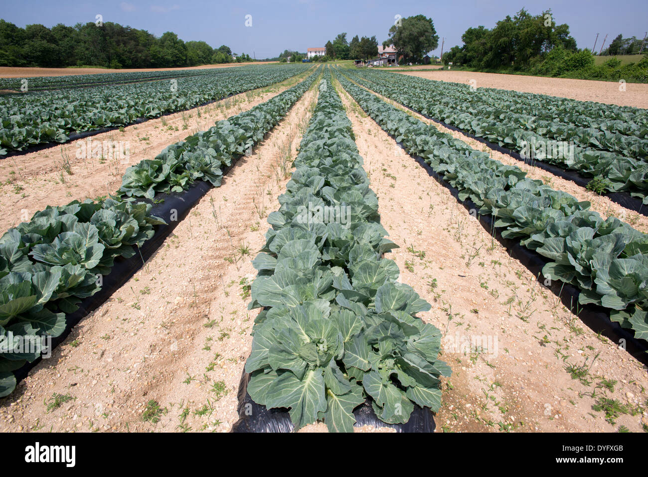 Field of Produce - Clinton MD Stock Photo - Alamy