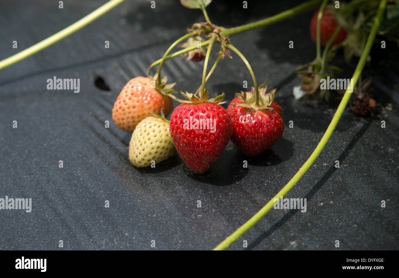 Strawberries - Clinton MD Stock Photo - Alamy