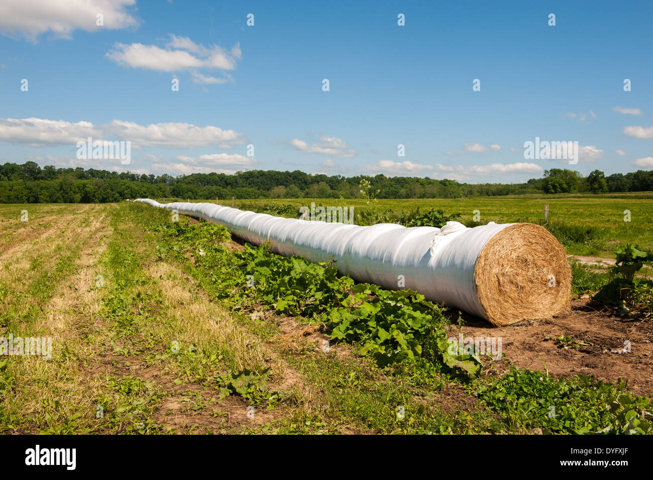 Hay barrel hi-res stock photography and images - Alamy
