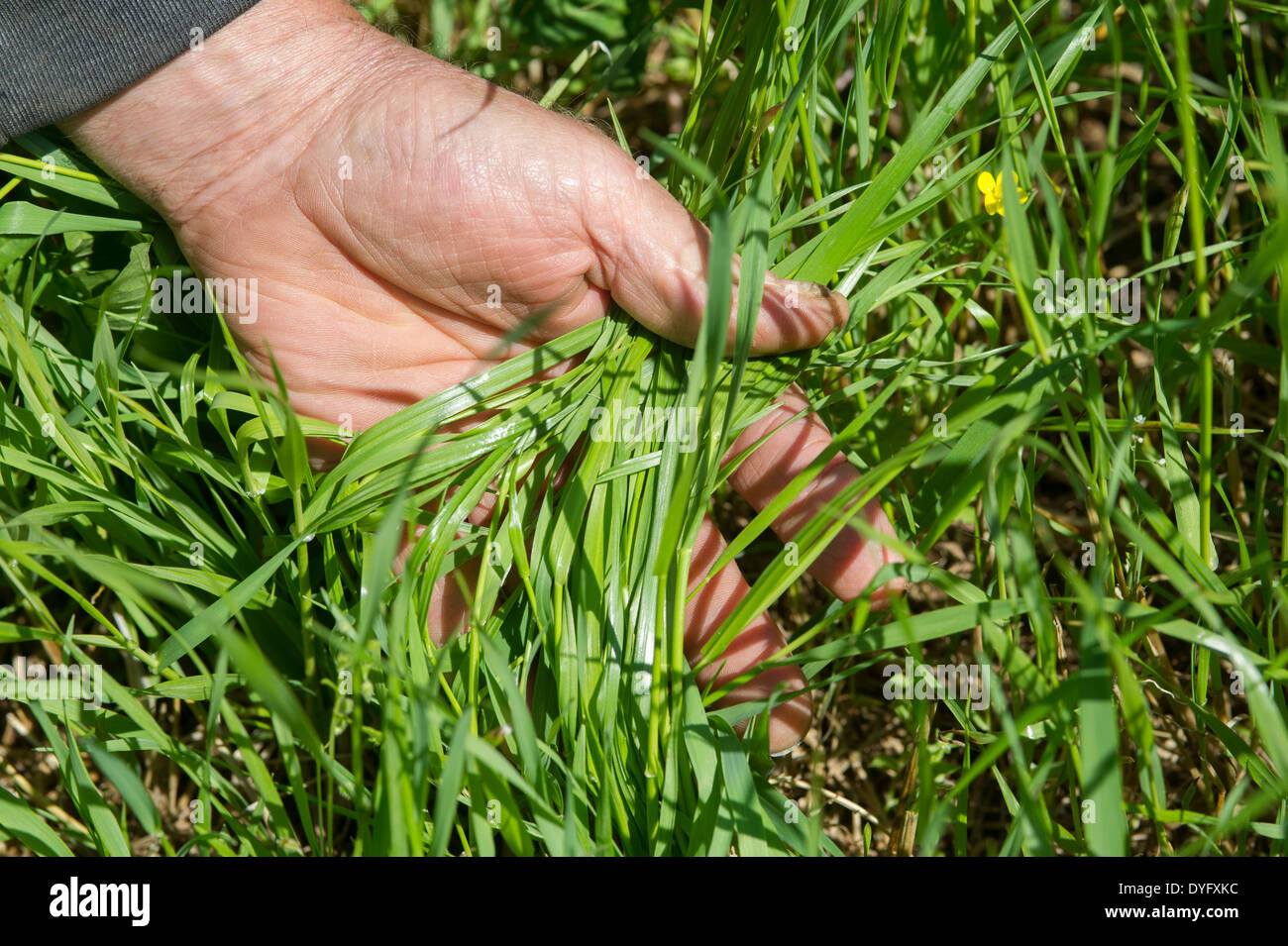 Handing holding hi-res stock photography and images - Alamy