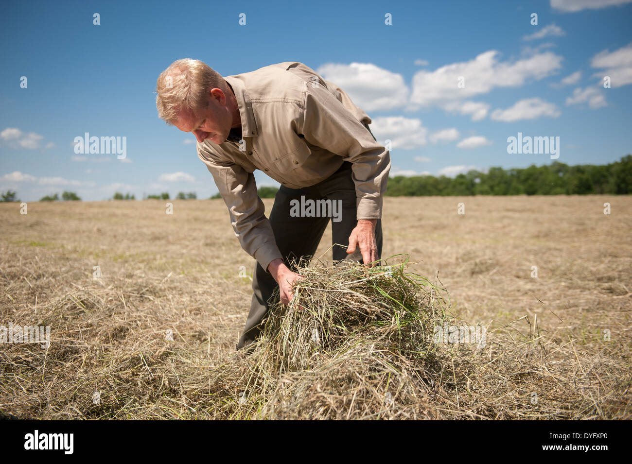 Farmer Checking on Hay Stock Photo - Alamy