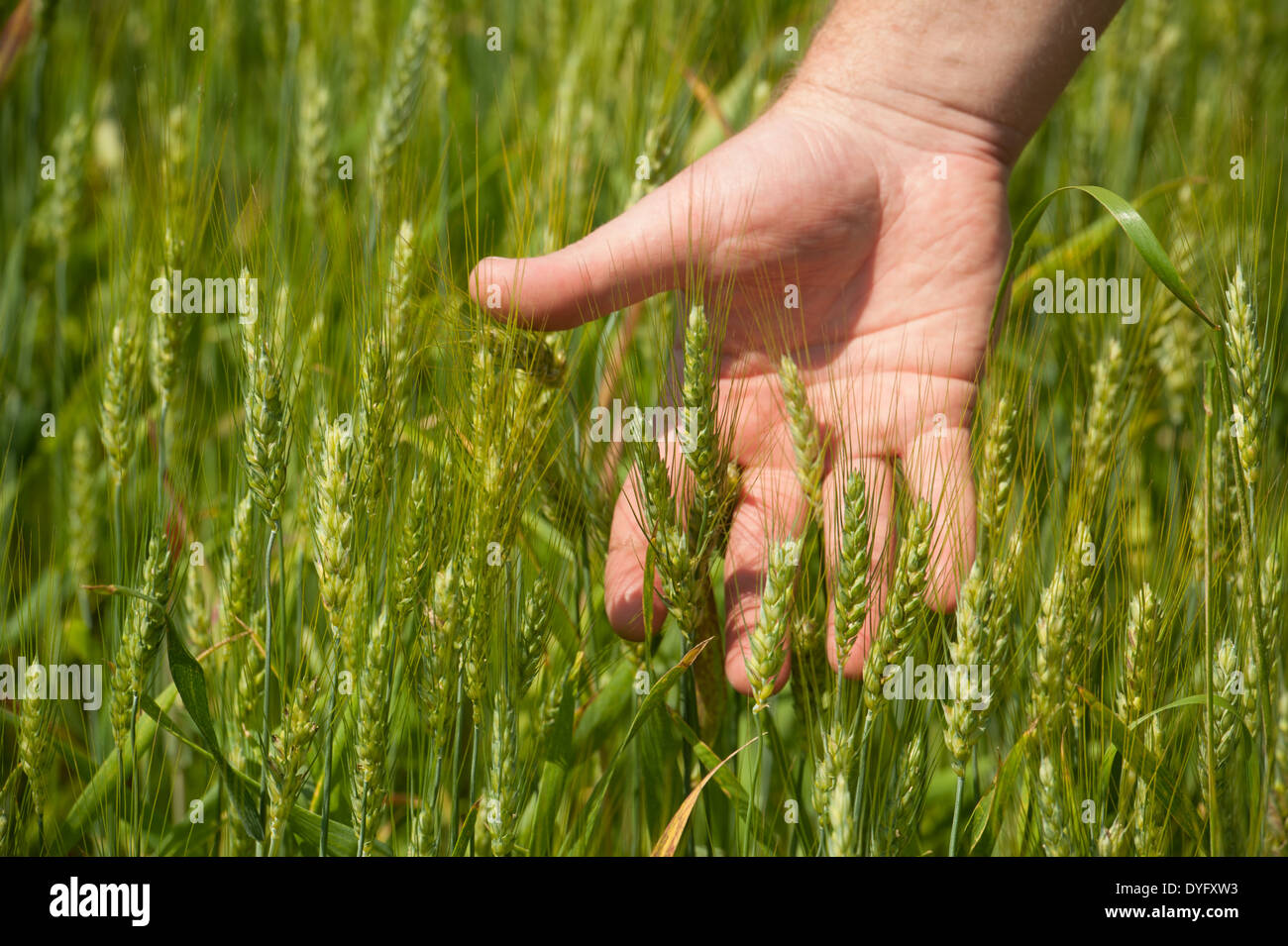 Hand holding wheat plant hi-res stock photography and images - Alamy