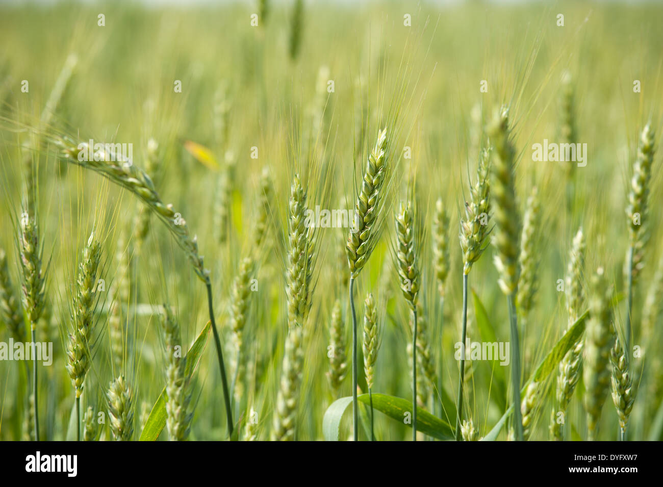 Crop grain wheat hi-res stock photography and images - Alamy