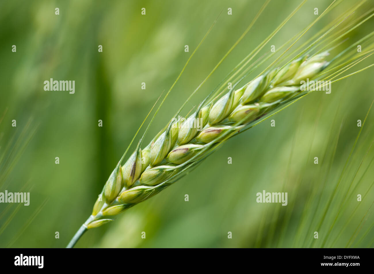 Wheat detail hi-res stock photography and images - Alamy