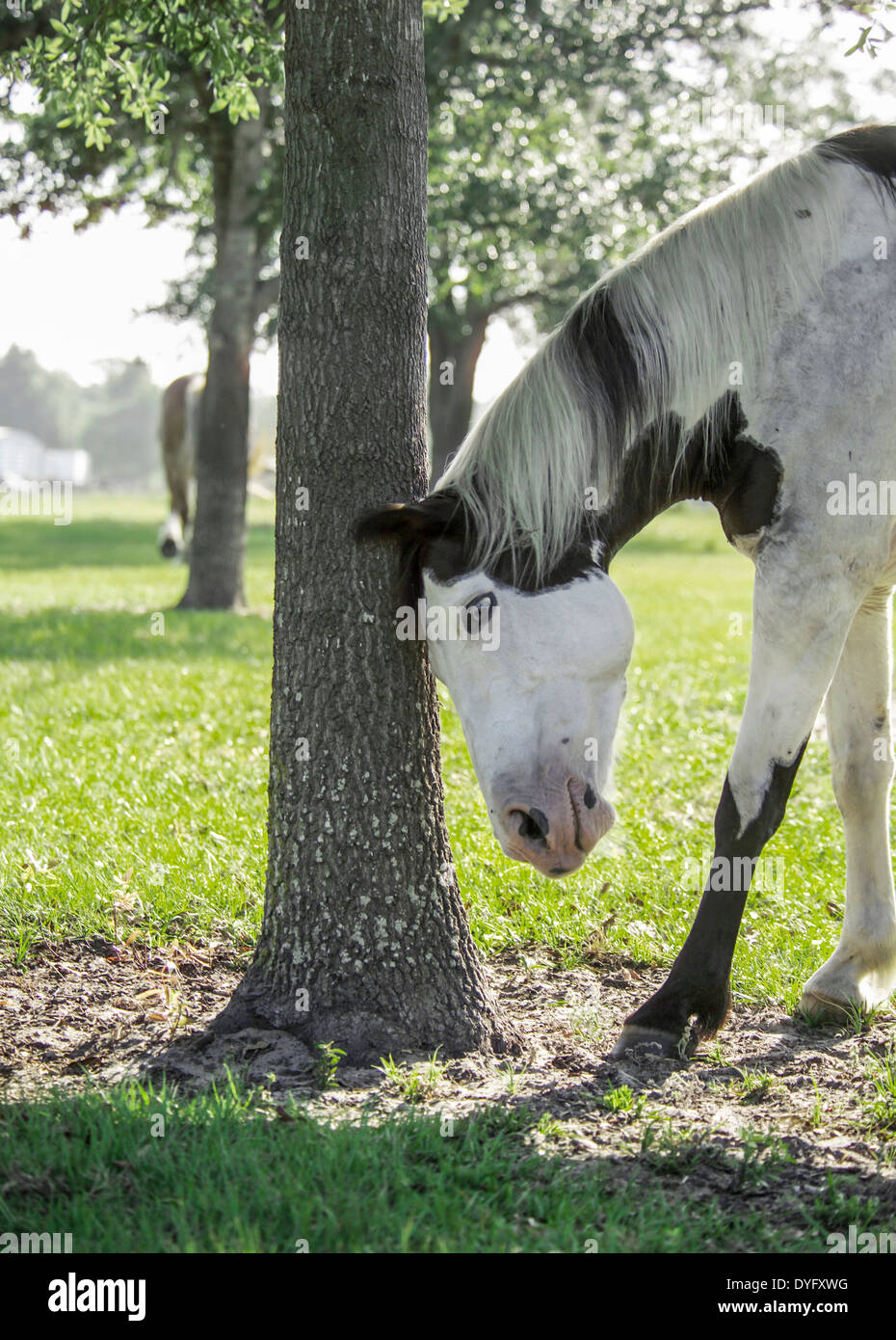 American Paint Quarter Horse mare scratching head on tree Stock Photo ...