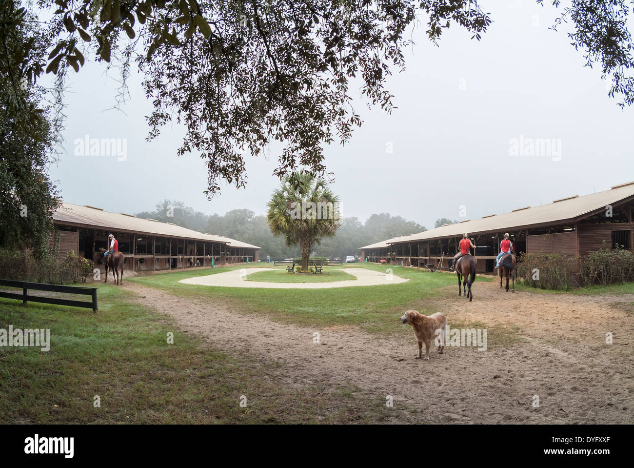 Early thoroughbred hi-res stock photography and images - Alamy